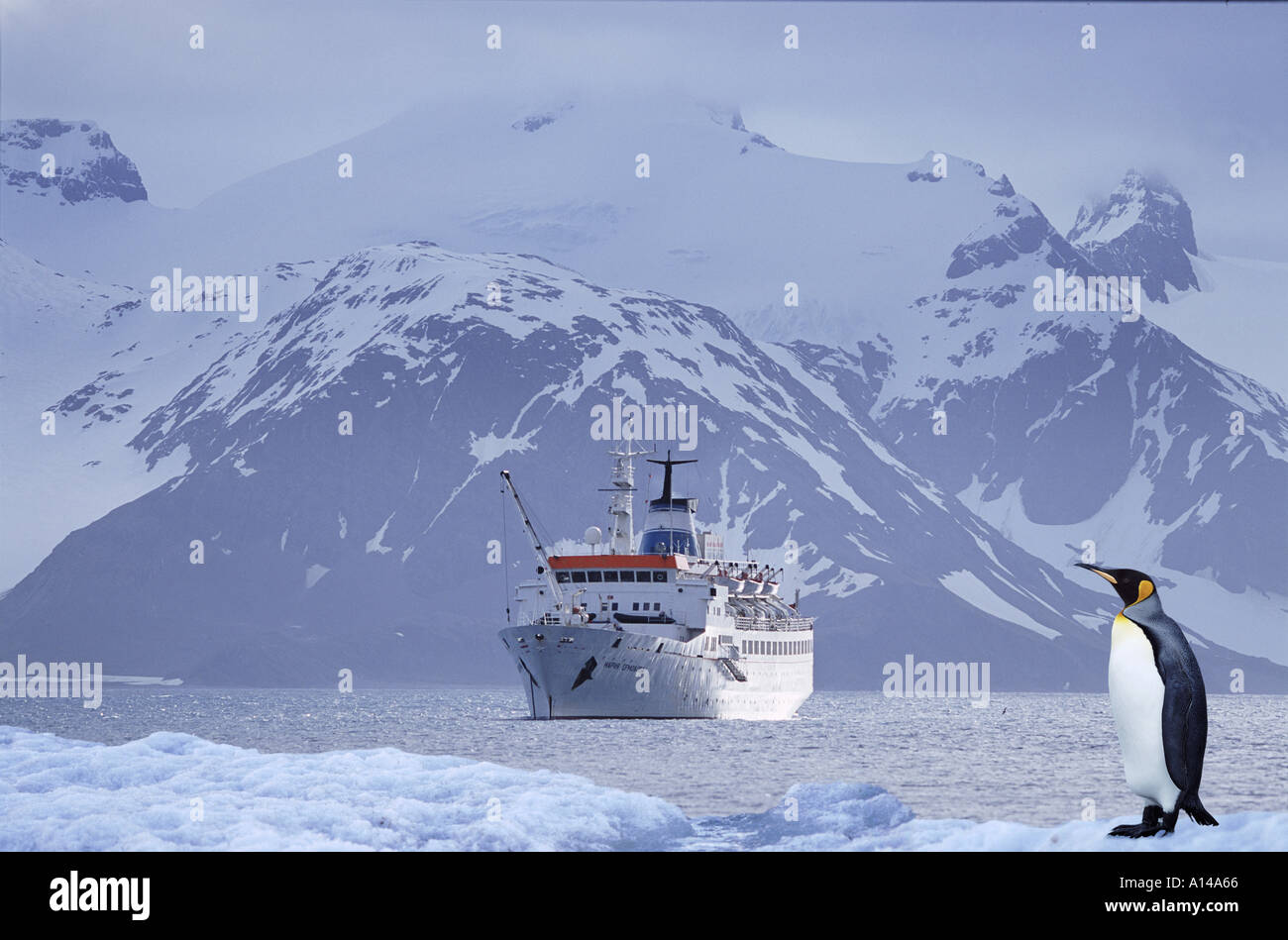 King penguin and ship Antarctica Stock Photo - Alamy