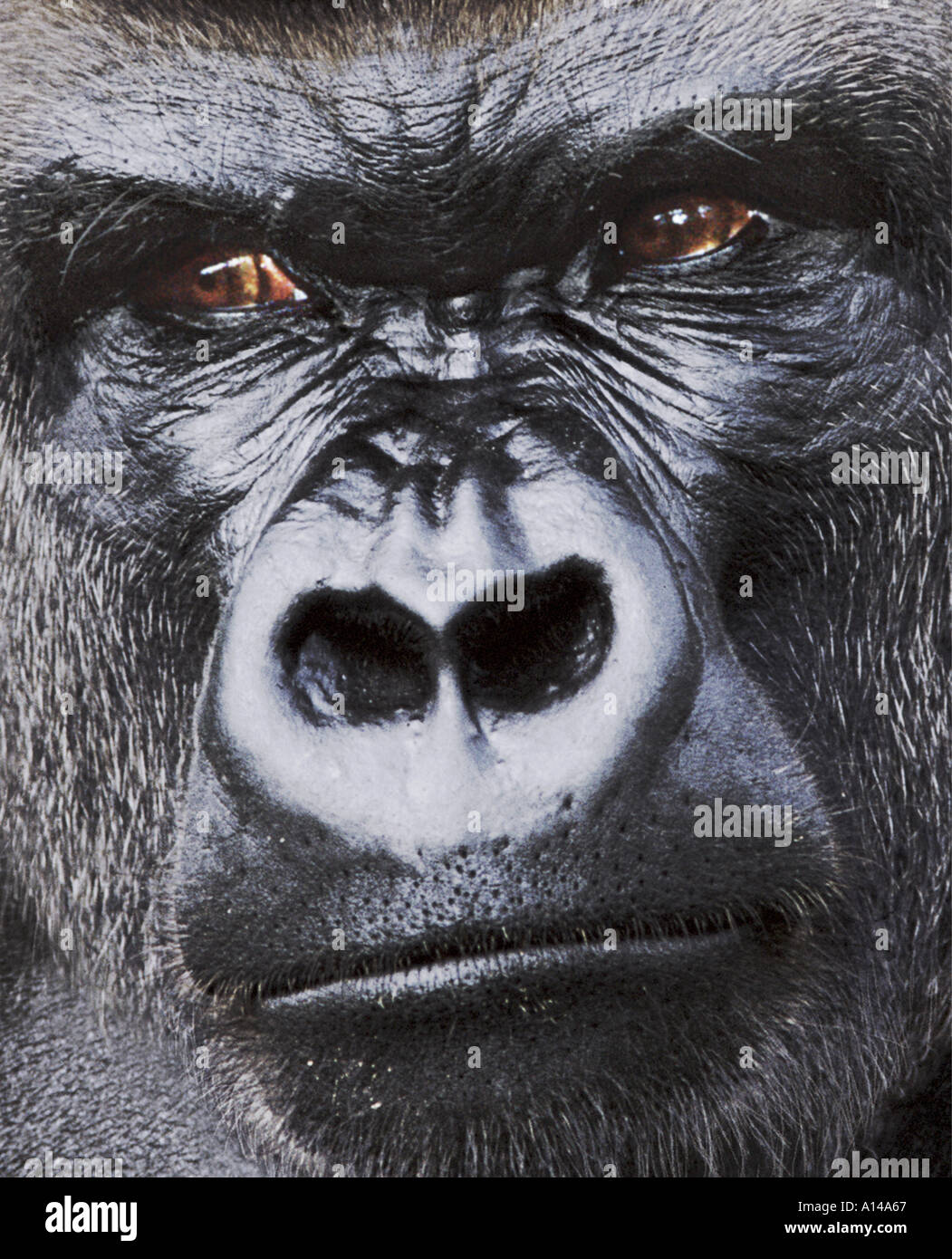Western lowland gorilla Stock Photo - Alamy