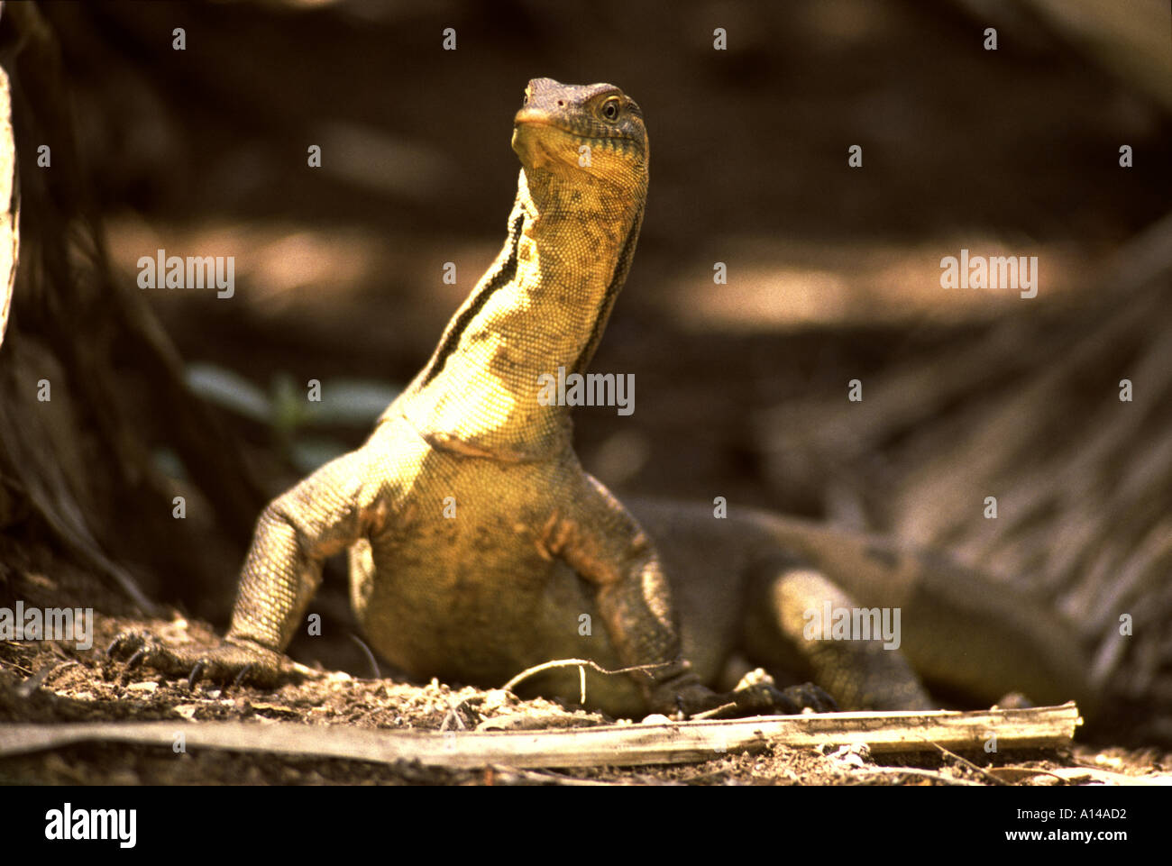 Monitor Lizard in the outback of Northern Australia Stock Photo - Alamy