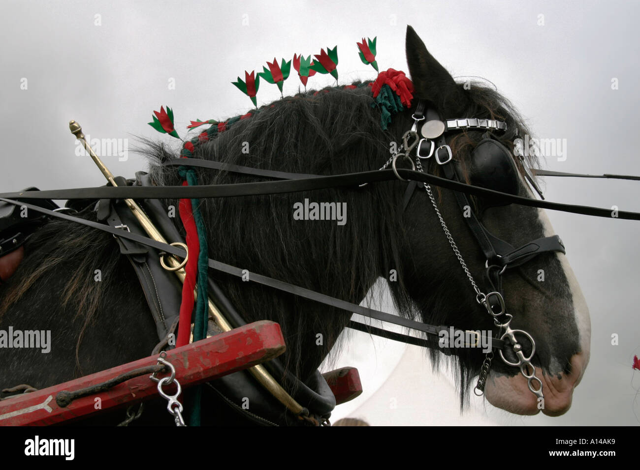 Shire horse pulling a farm cart Stock Photo - Alamy