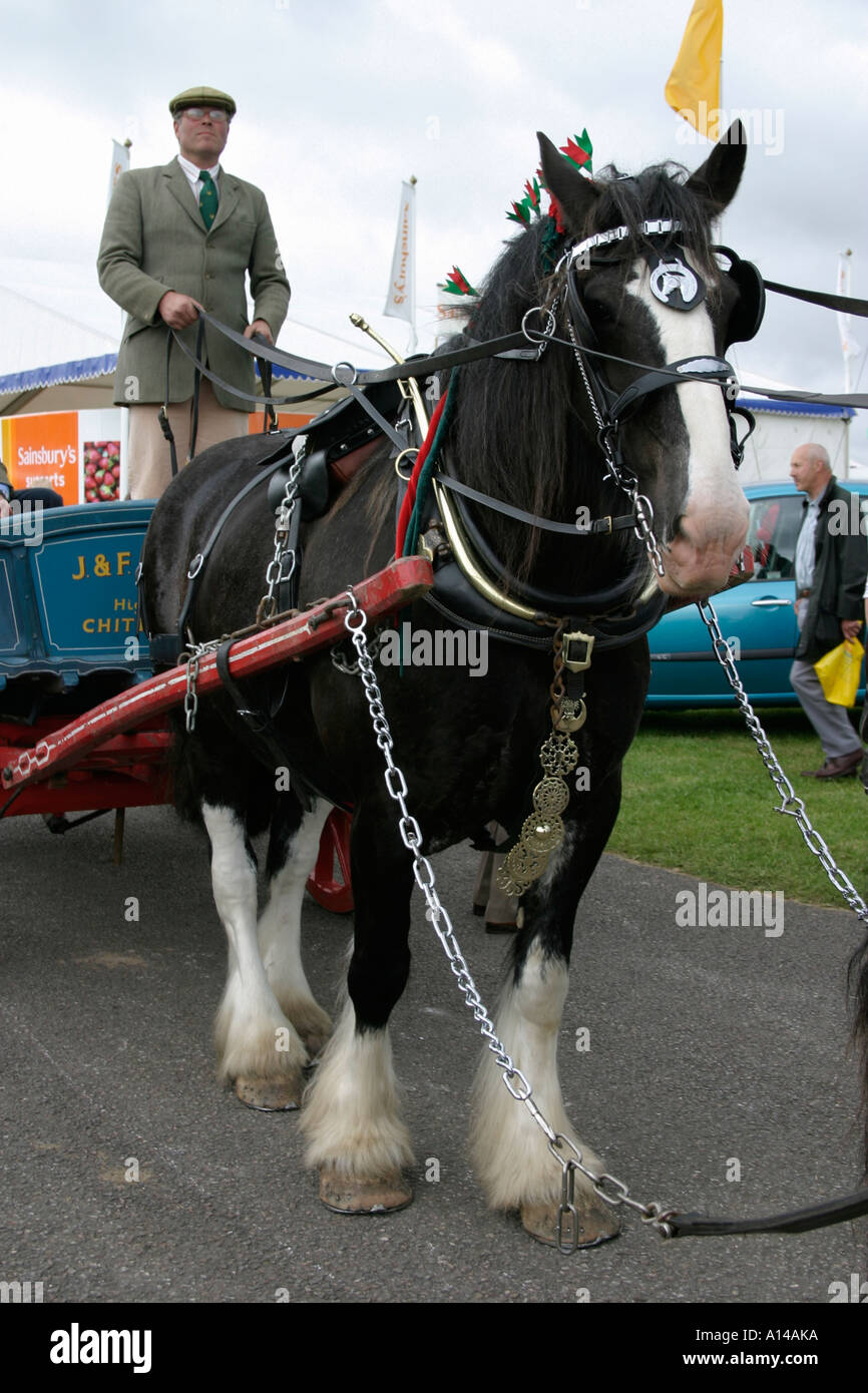 Shire horse pulling a farm cart Stock Photo - Alamy
