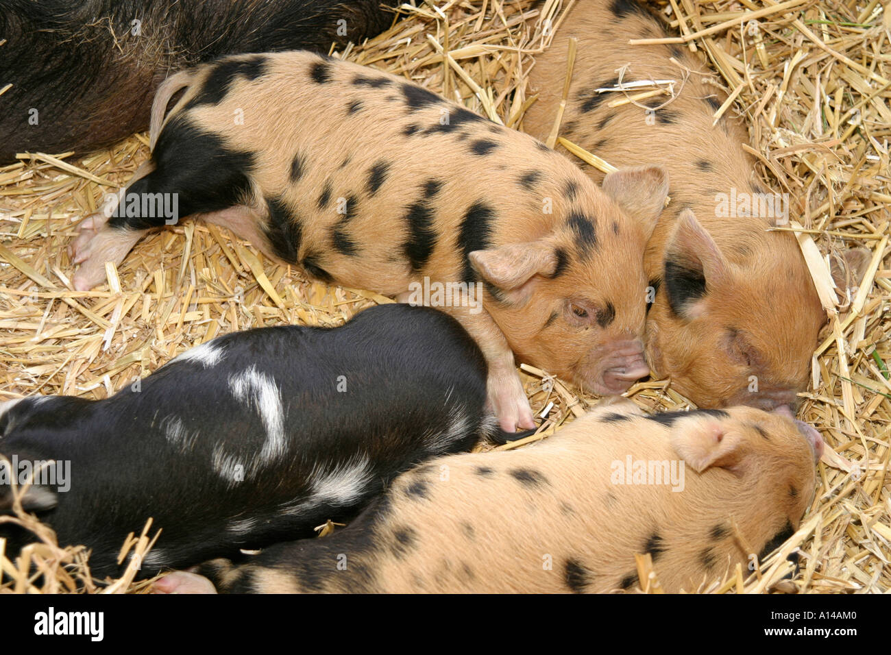 Breedsyoung hi-res stock photography and images - Alamy