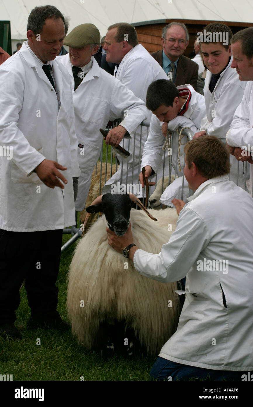 Sheep agricultural show hi-res stock photography and images - Alamy