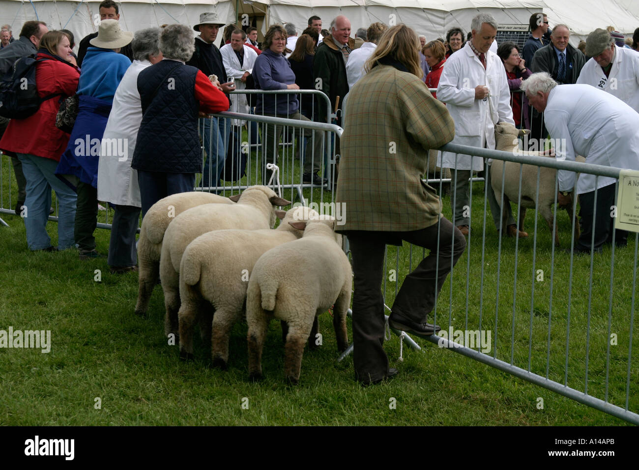 Agricultural county country show livestock farming farmers hi-res stock ...