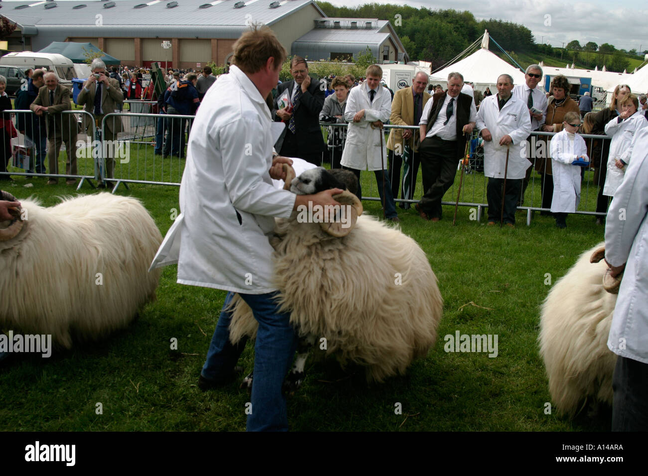British sheep farmers hi-res stock photography and images - Alamy