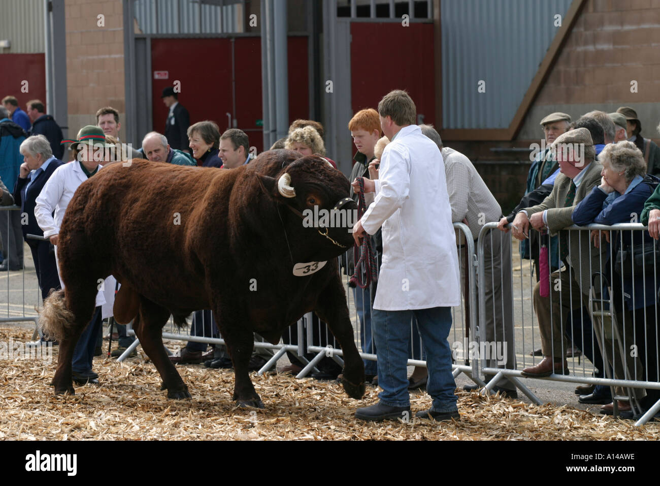 Cattle devon county show hi-res stock photography and images - Alamy