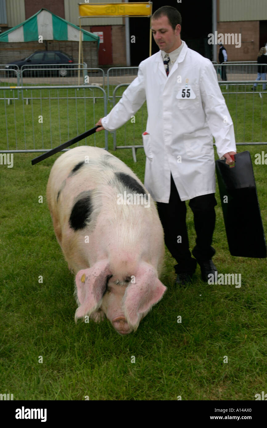 The fat pig exeter hi-res stock photography and images - Alamy