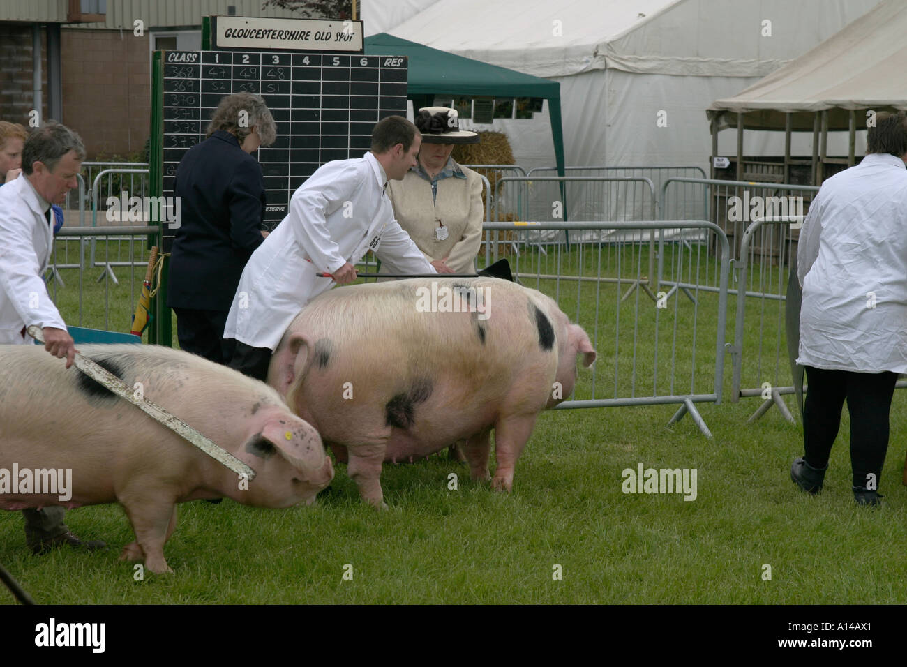 Enormous Farm Pig High Resolution Stock Photography and Images - Alamy
