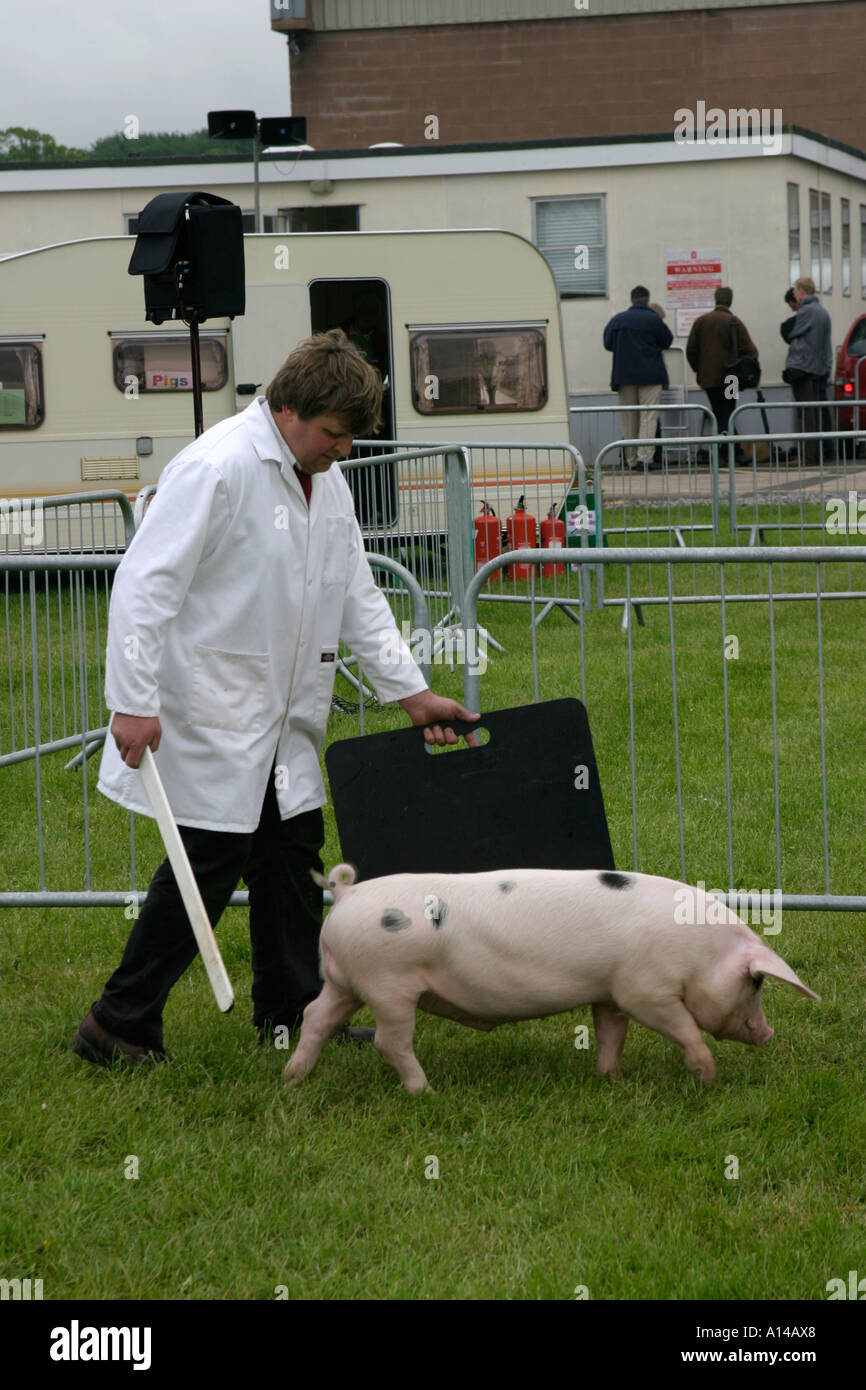 Pig at Devon County Show Stock Photo - Alamy