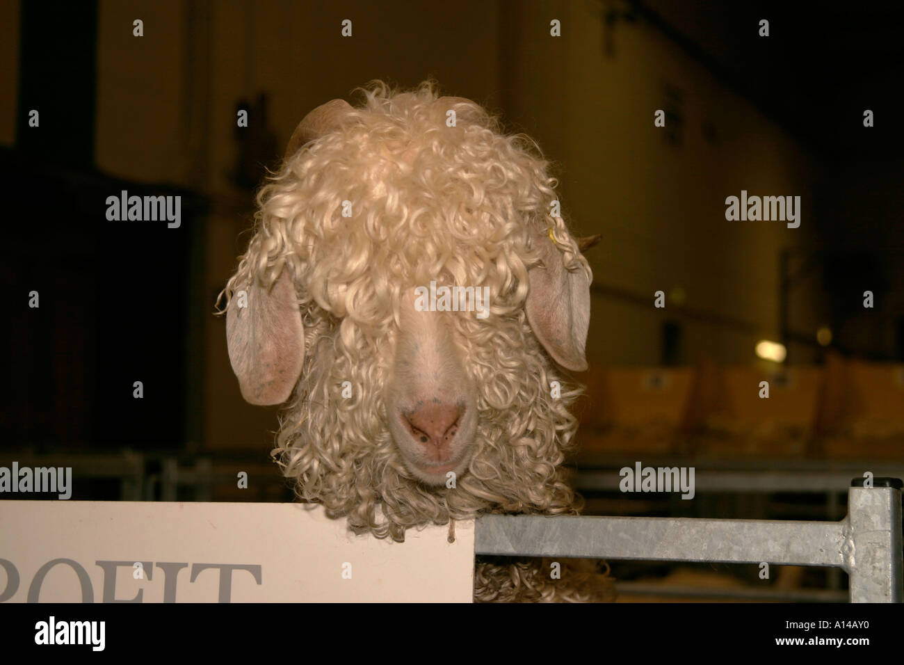 English angora hi-res stock photography and images - Alamy