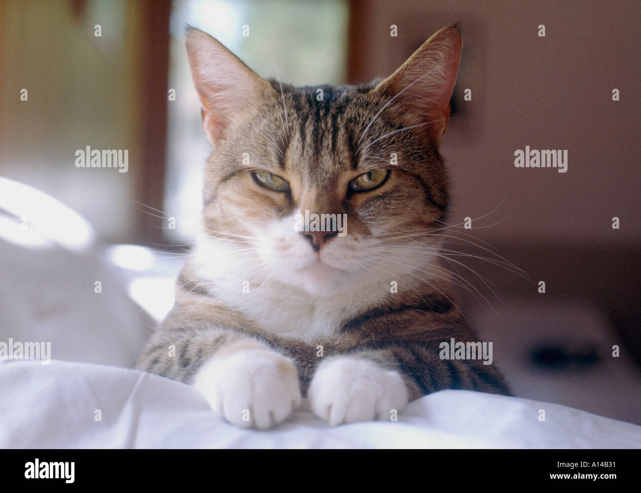 A portrait of Bart the cat at a feline sanctuary in the United States ...