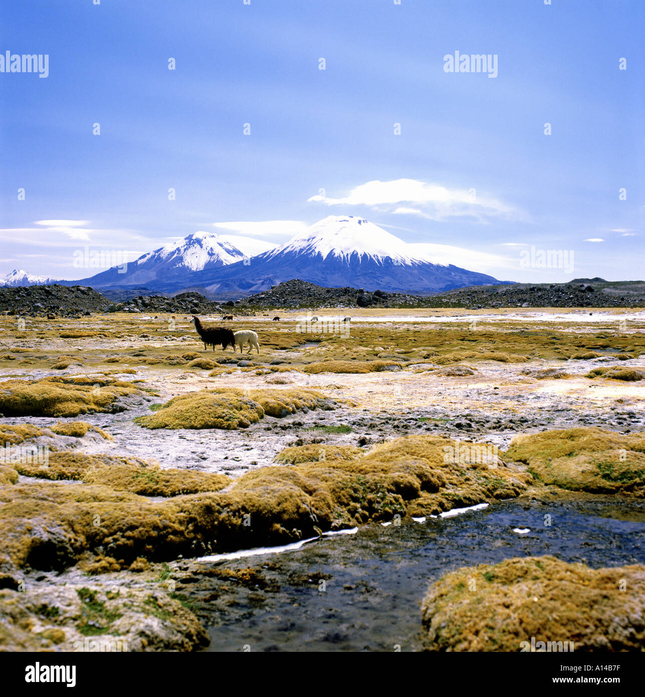 The Altiplano Parinacota Volcanoes Chile Stock Photo - Alamy