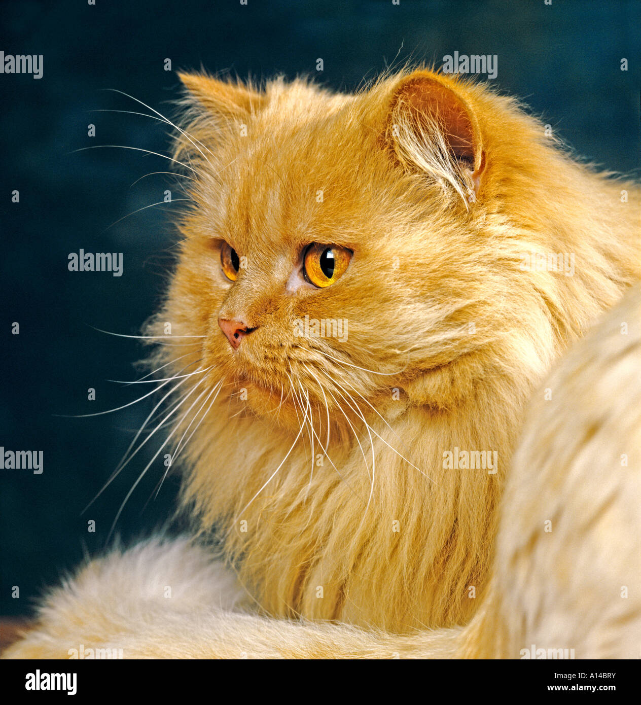 a pedigree Red Smoke Long Hair domestic cat reposing on a table Stock ...