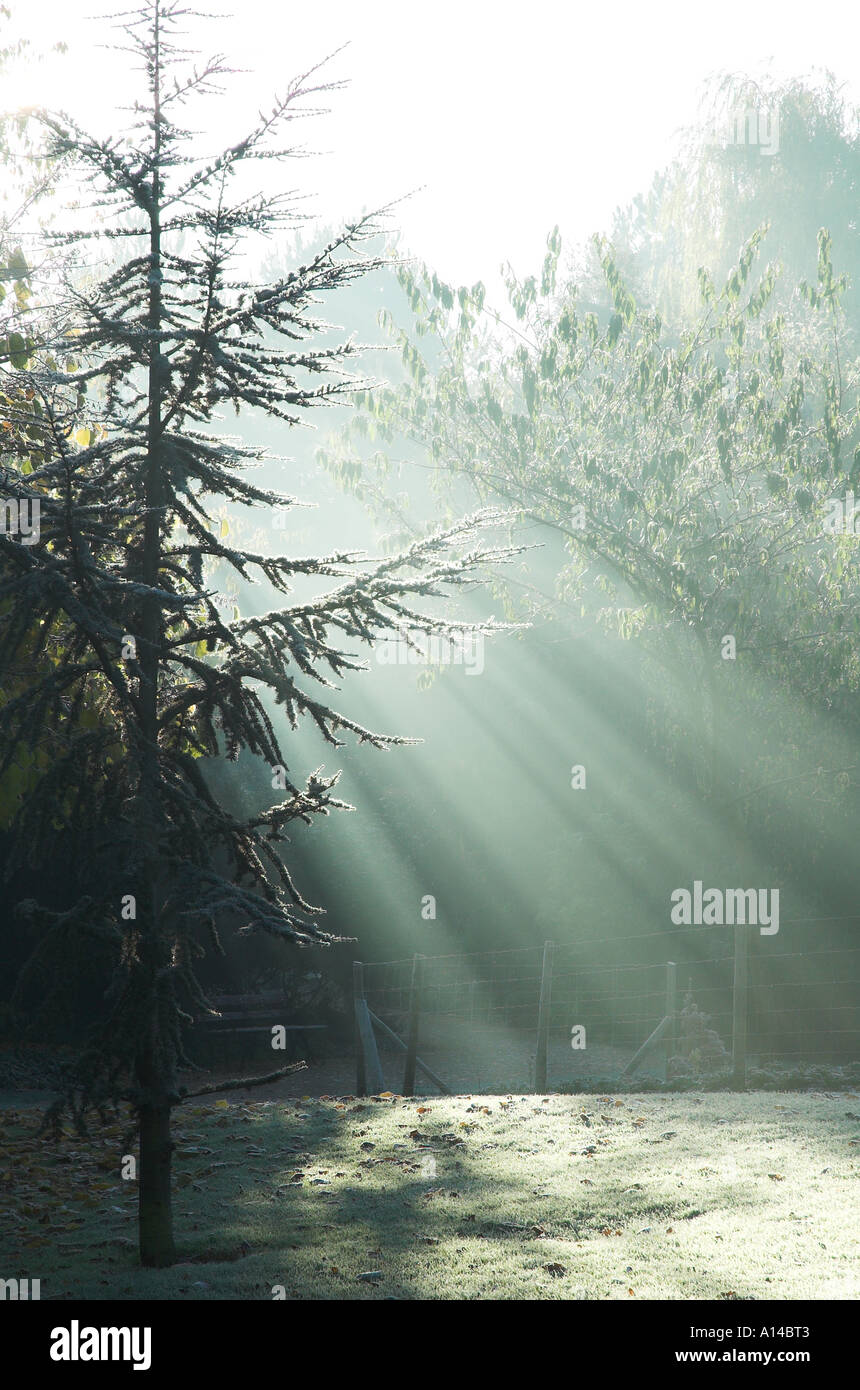 Light behind the tree Stock Photo - Alamy