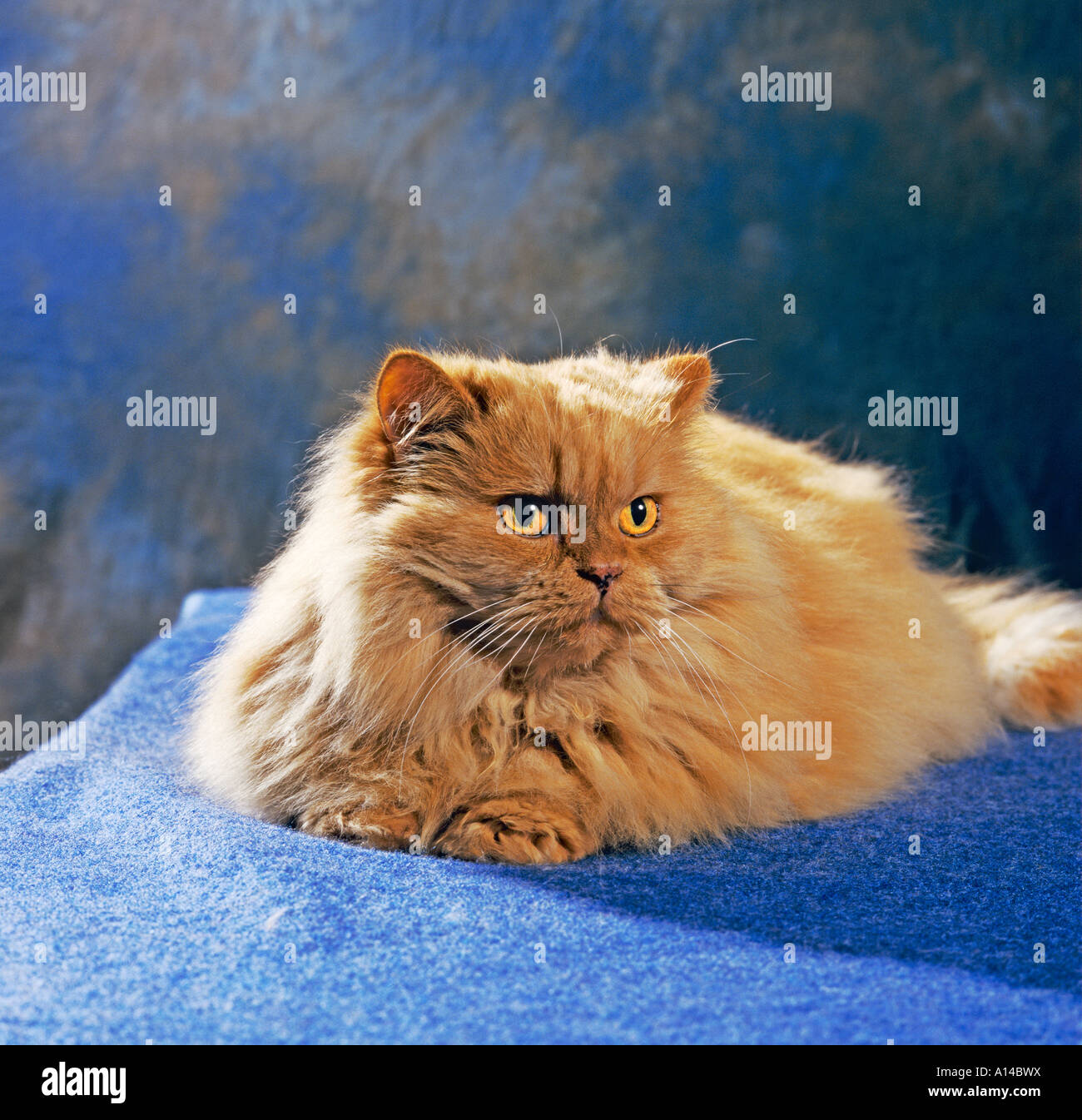 Persian long haired ginger cat hi-res stock photography and images - Alamy