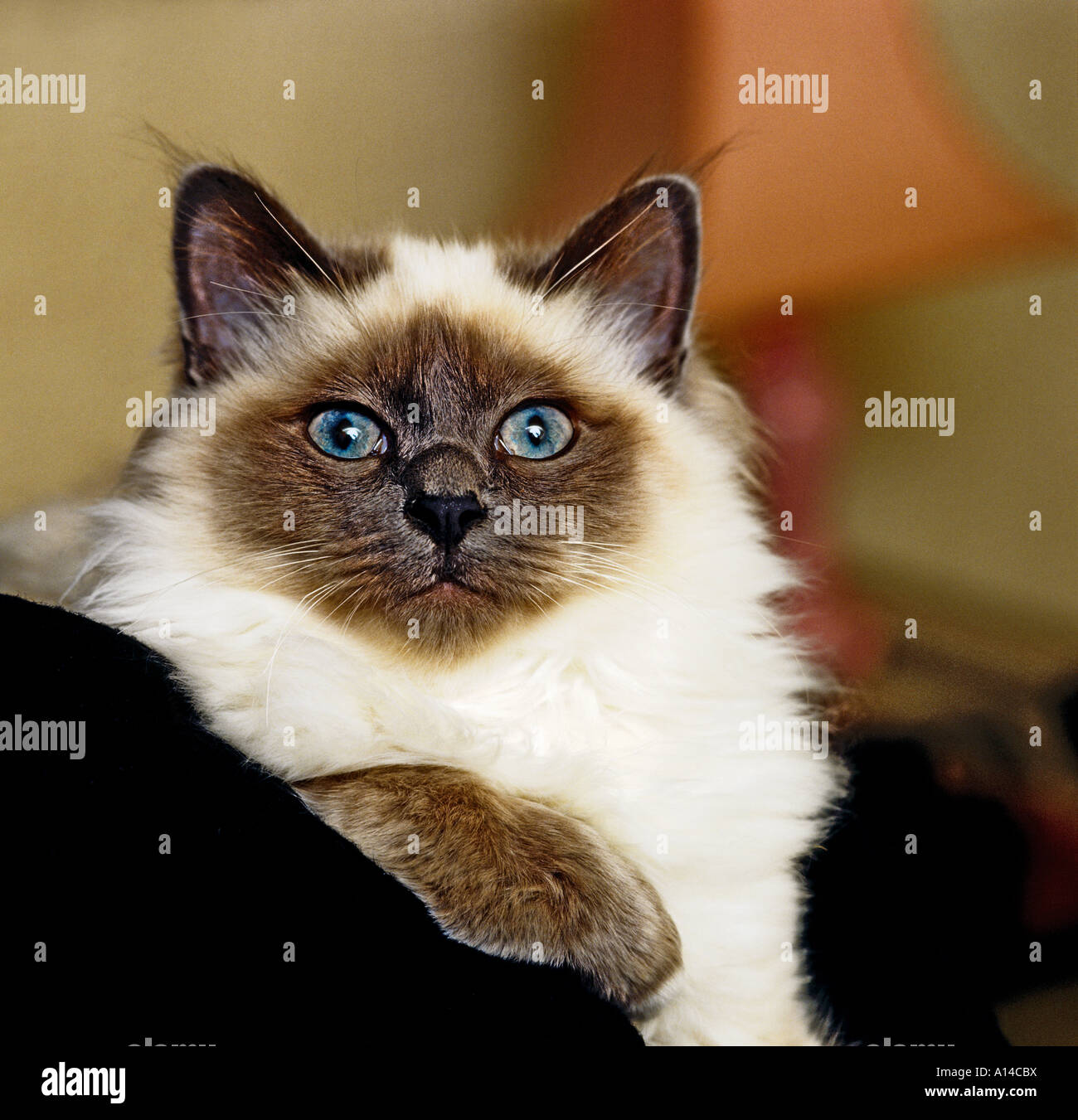 Kitten being held hi-res stock photography and images - Alamy