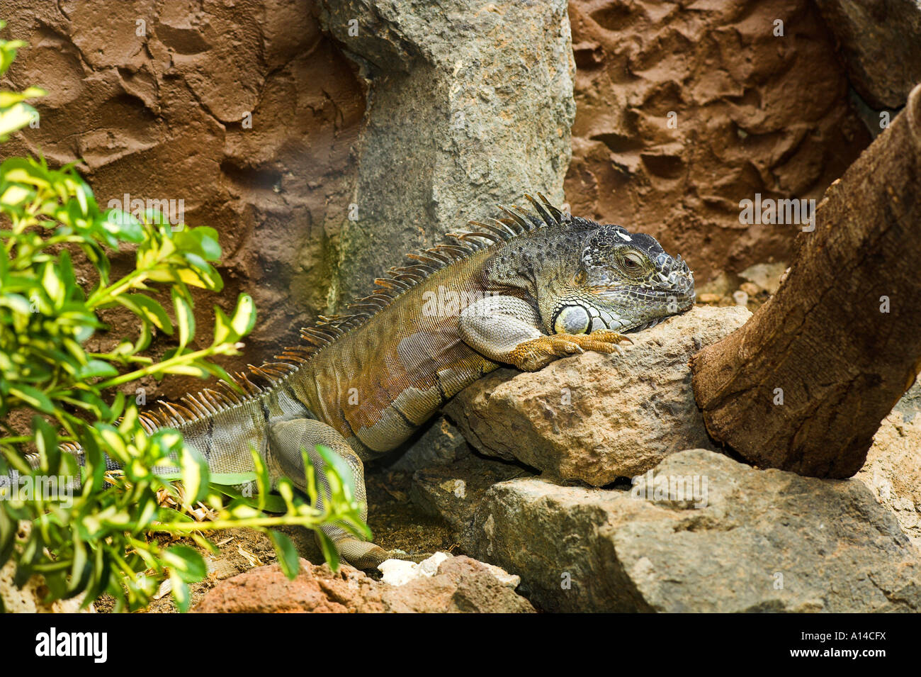 Iguana iguana green leguana Stock Photo - Alamy