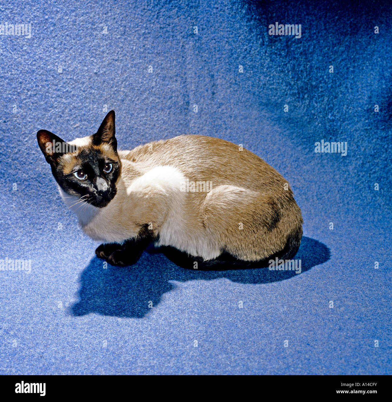 Siamese cat colourful hi-res stock photography and images - Alamy