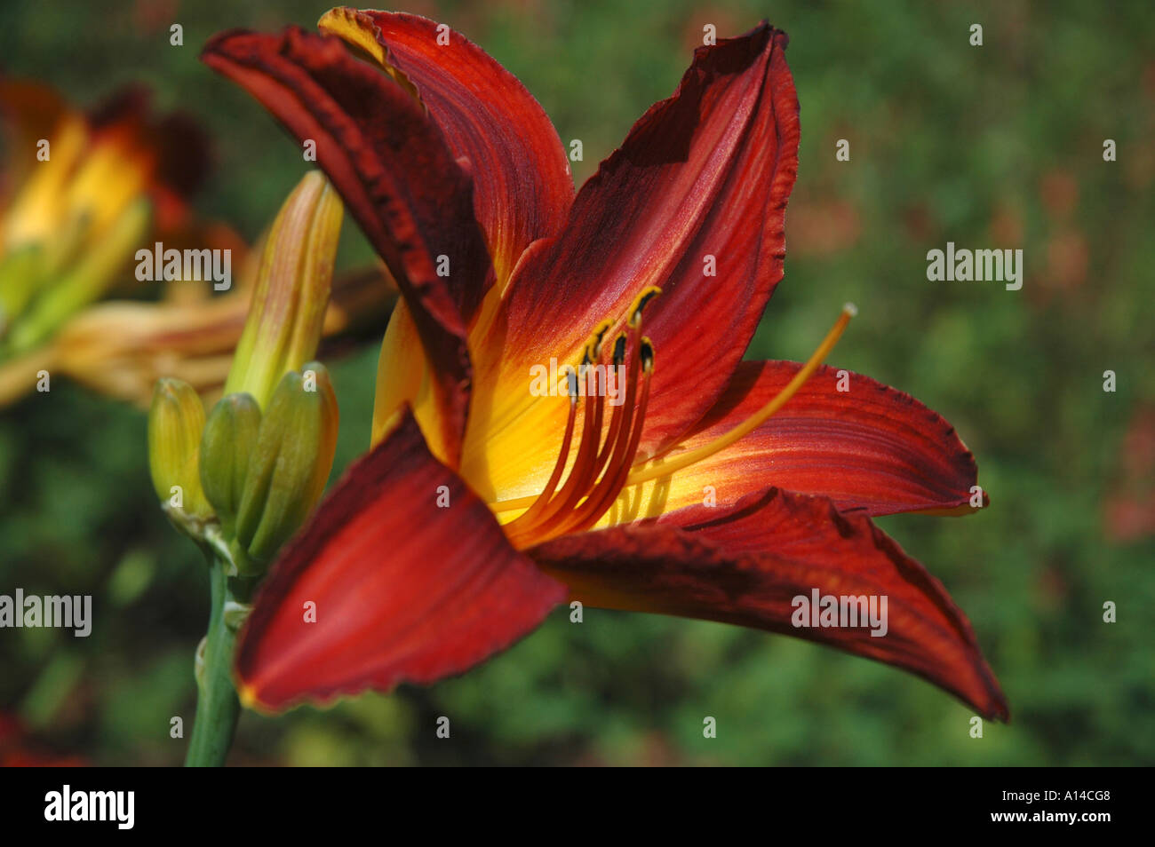 Ruby spider hemerocallis hi-res stock photography and images - Alamy