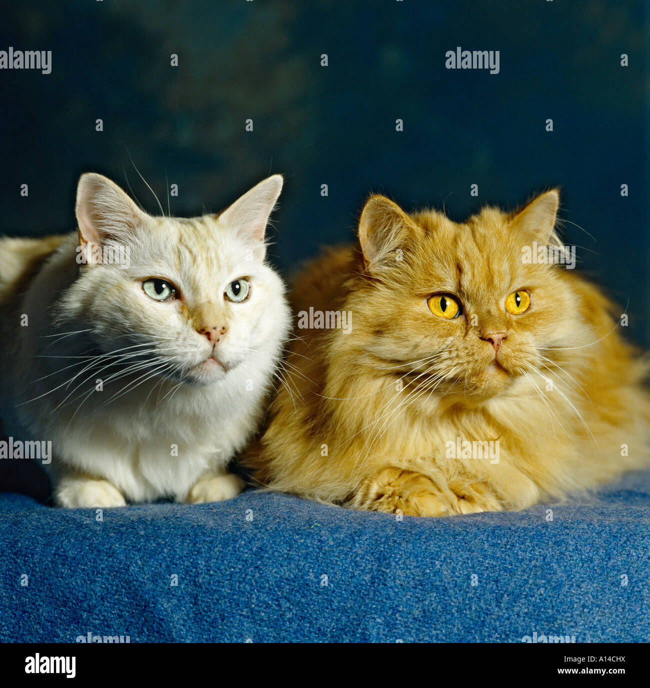 A pair of old pedigree cats including a Red Smoke Long Hair domestic ...