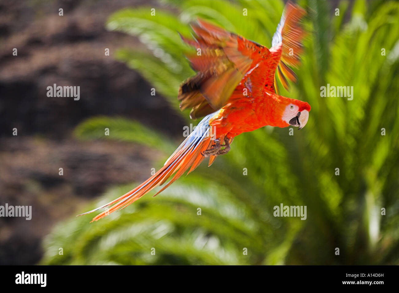 The ara hi-res stock photography and images - Alamy