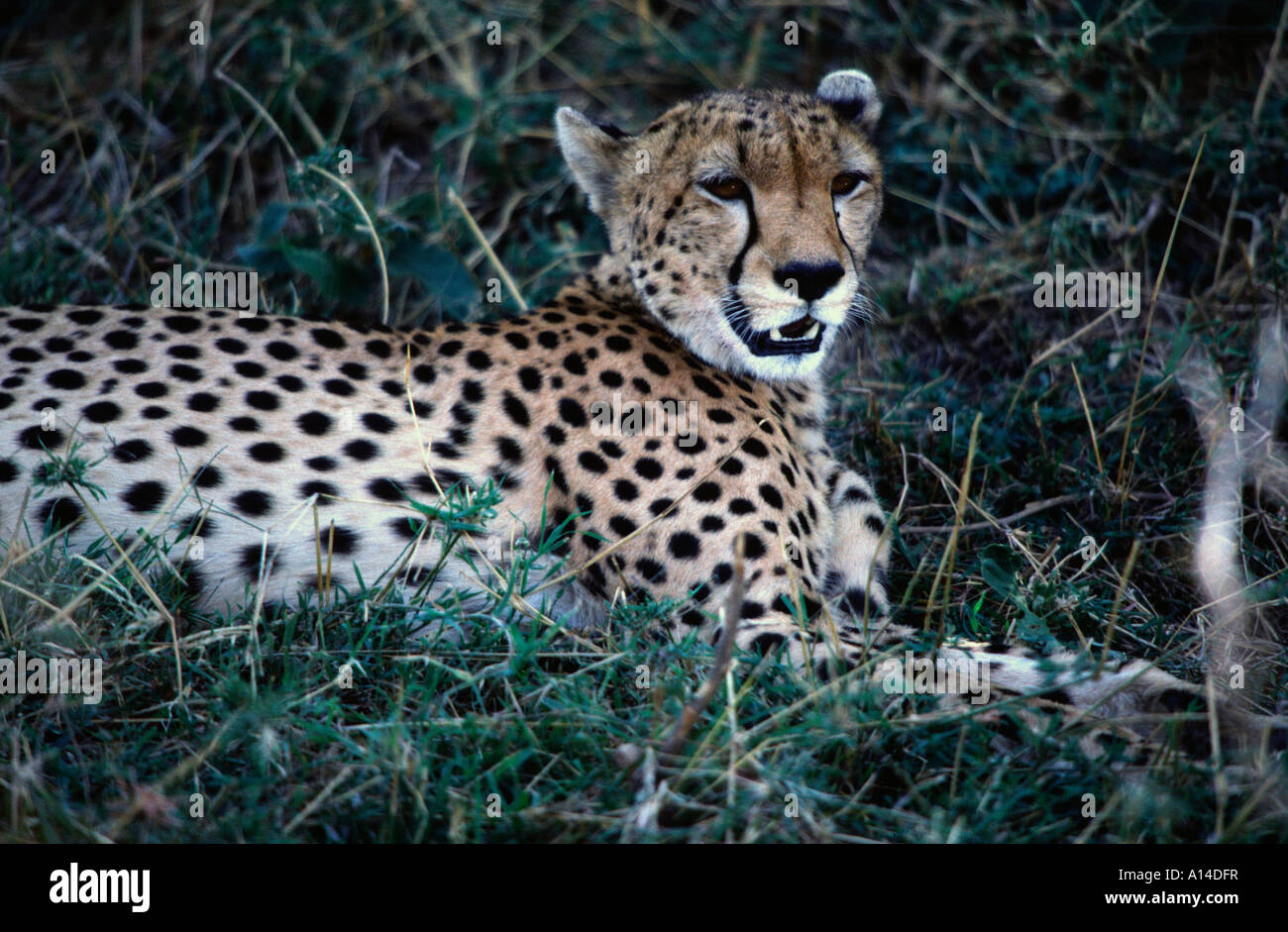 Gepard hi-res stock photography and images - Alamy