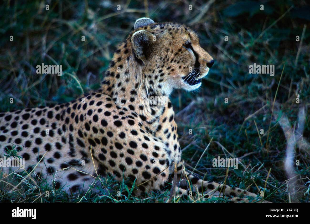 Gepard hi-res stock photography and images - Alamy
