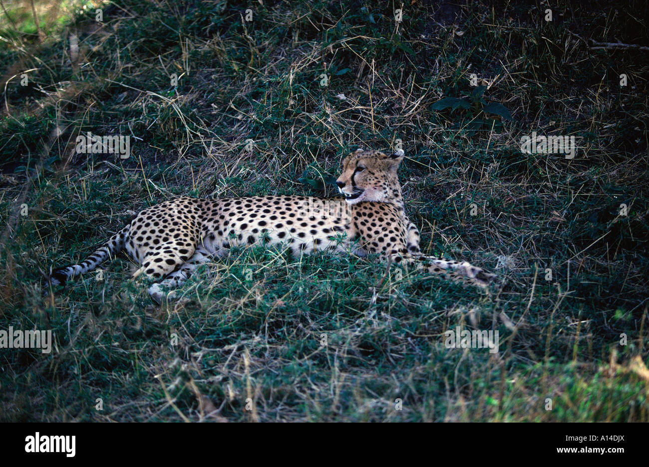 Gepard hi-res stock photography and images - Alamy