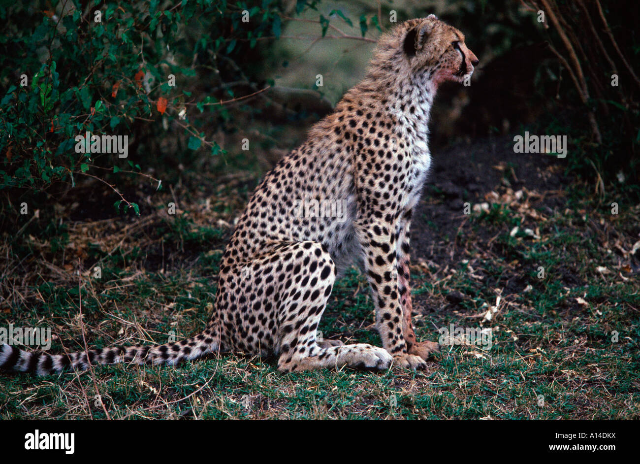 Gepard hi-res stock photography and images - Alamy