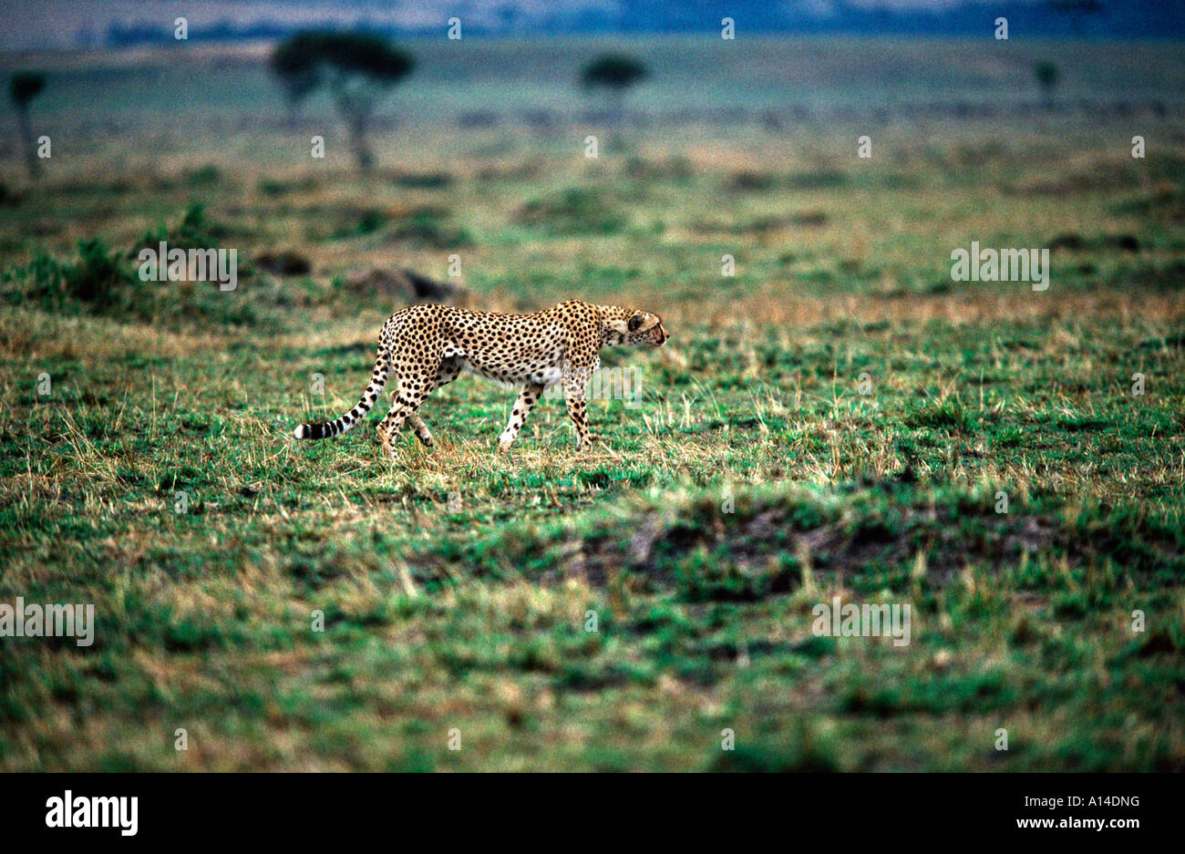 Gepard hi-res stock photography and images - Alamy