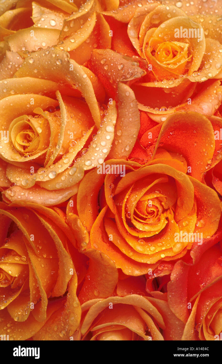 rose buds in tight bunch FLOWERS BLOOM GROUP TOGETHER COMPACT Stock ...