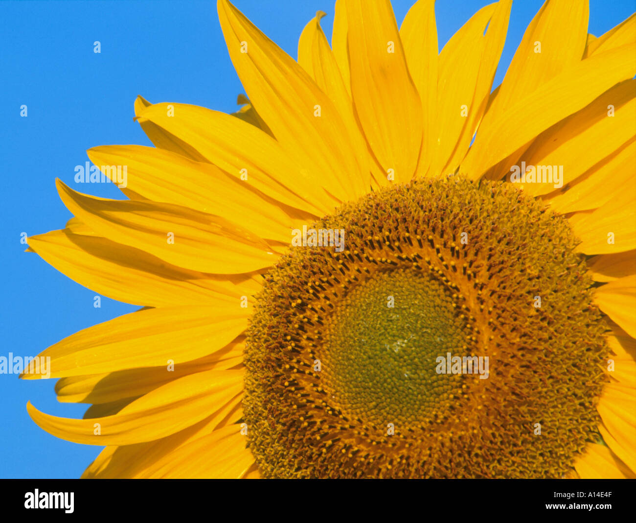 yellow sunflower and blue sky WESTWICK NORFOLK NORFOLK EAST ANGLIA ...