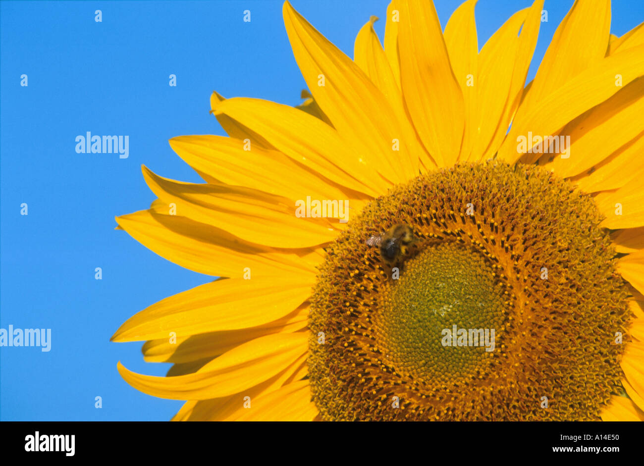 yellow sunflower and bee against blue sky WESTWICK NORFOLK NORFOLK EAST ...