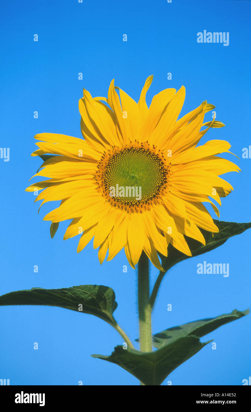 yellow sunflower and blue sky WESTWICK NORFOLK NORFOLK EAST ANGLIA ...
