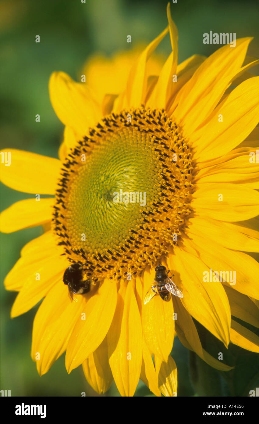 FIELD OF SUNFLOWER WESTWICK NORFOLK NORFOLK EAST ANGLIA ENGLAND UK ...