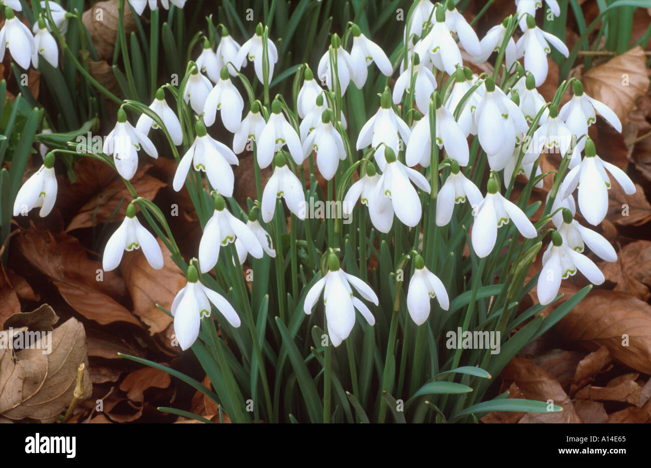 SNOWDROPS IN WOODLAND SETTING, WALSINGHAM ABBEY, NORFOLK EAST ANGLIA ...