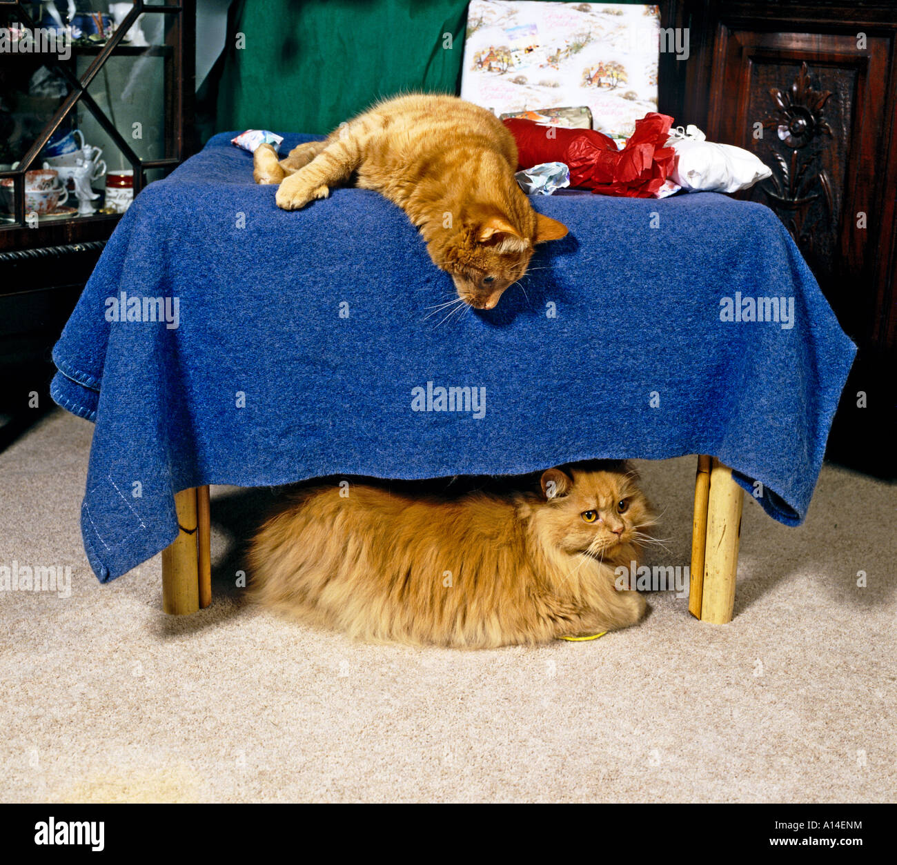 Two cats playing their own game Stock Photo - Alamy