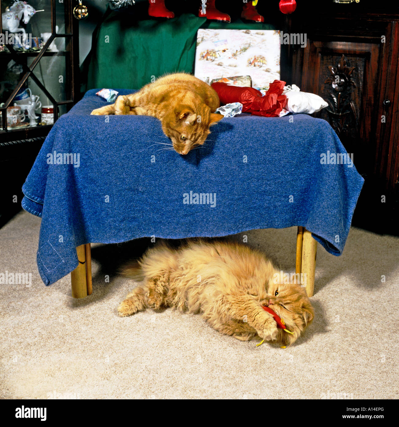 Two cats playing their own game Stock Photo - Alamy