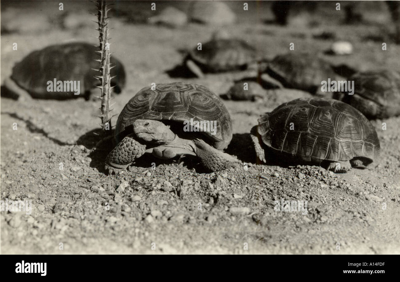 Desert Tortoise of California Stock Photo - Alamy