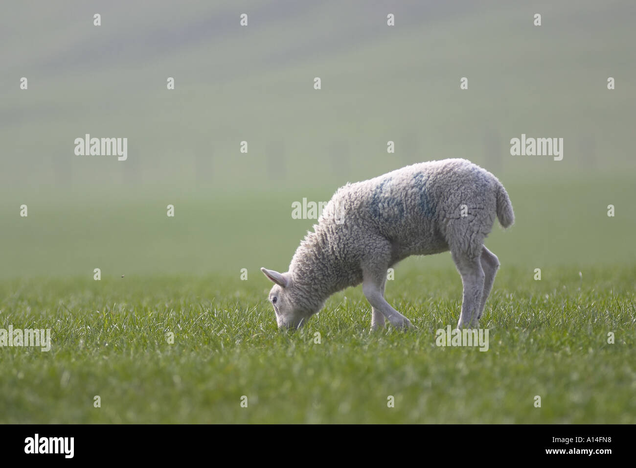 Fresh lamb hi-res stock photography and images - Alamy