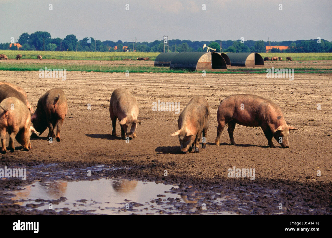 Hausschweine auf Farmgelände Pigs on a farm Stock Photo - Alamy
