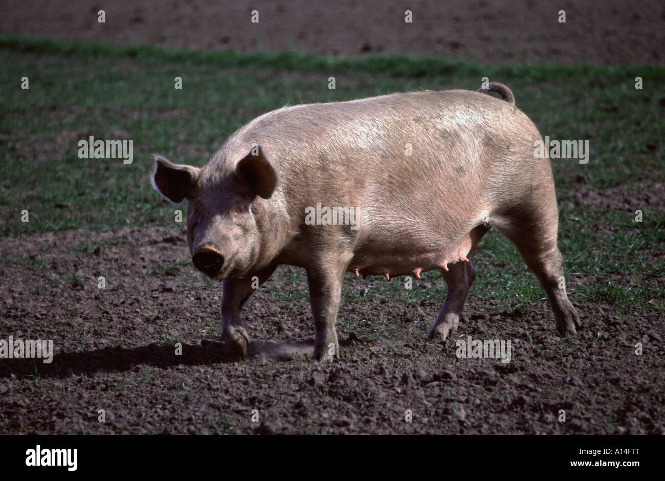 Hausschweine auf Farmgelände Pigs on a farm Stock Photo - Alamy