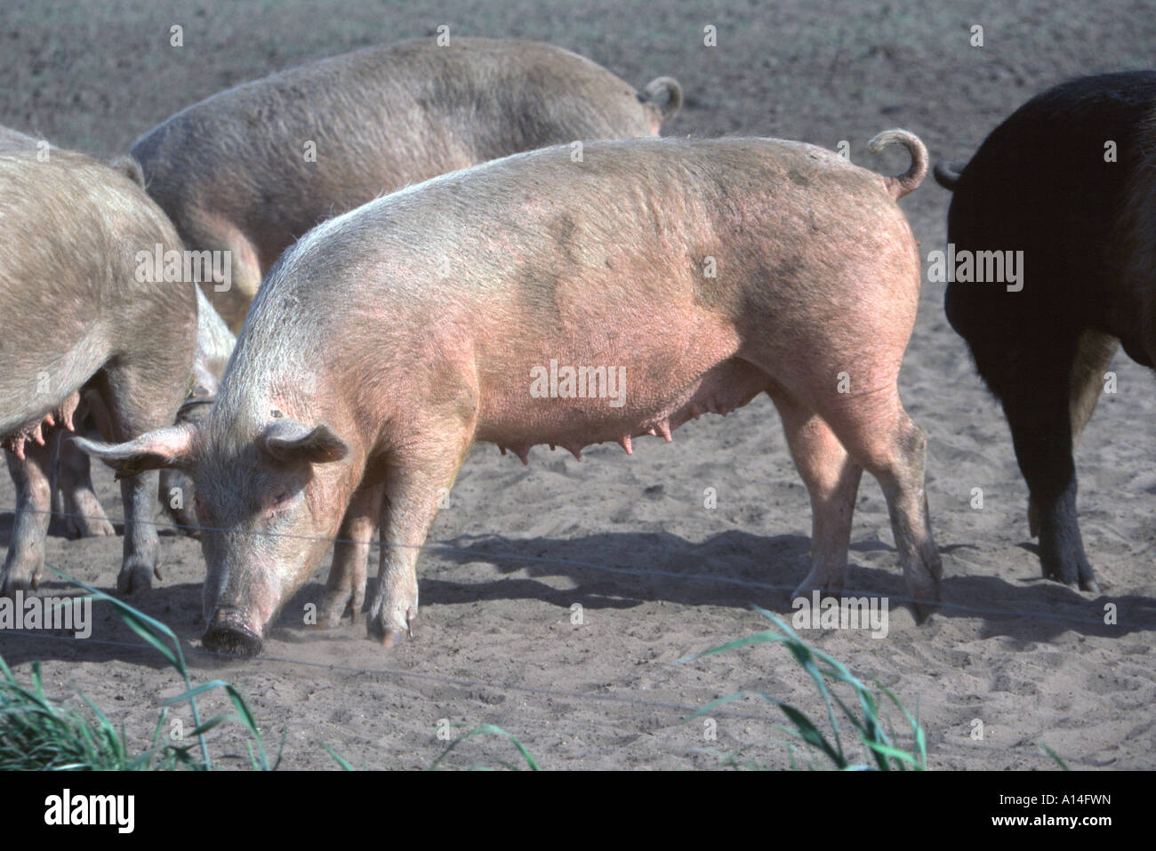 Hausschweine auf Farmgelände Pigs on a farm Stock Photo - Alamy
