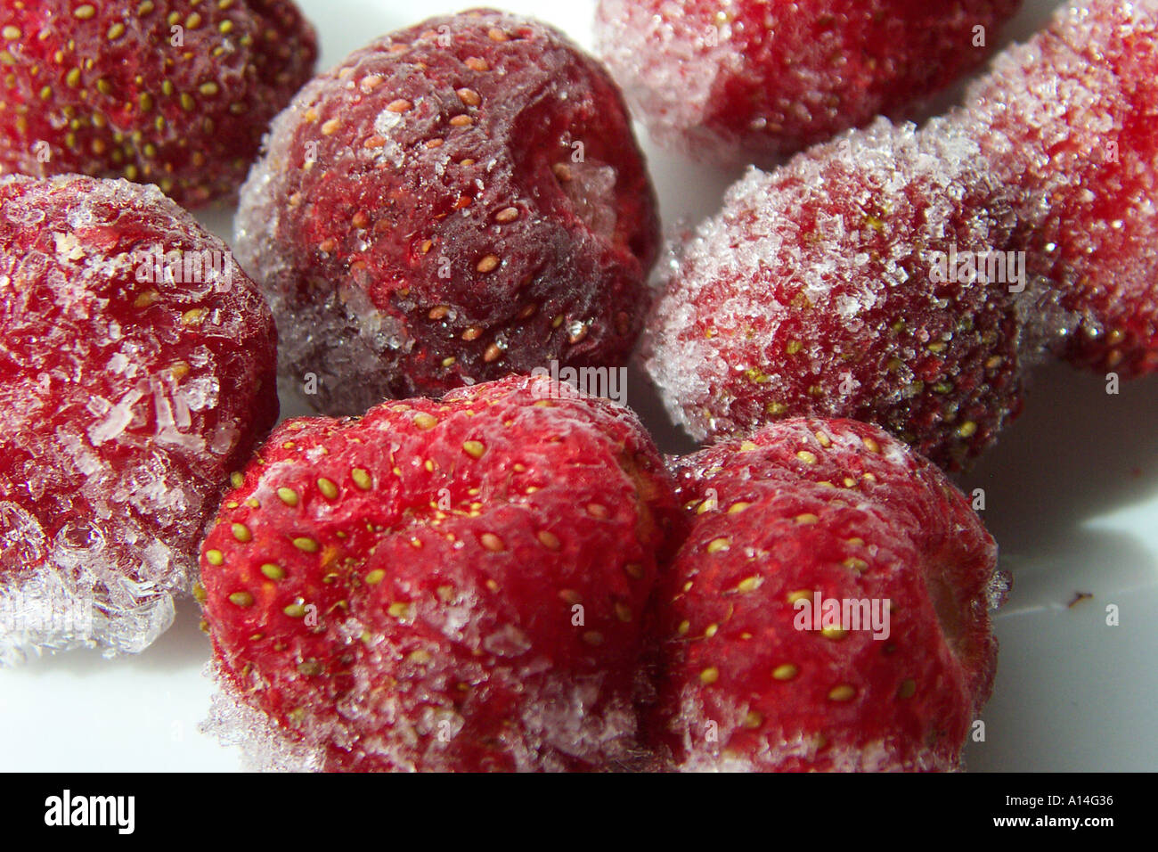 Frozen strawberry field hi-res stock photography and images - Alamy