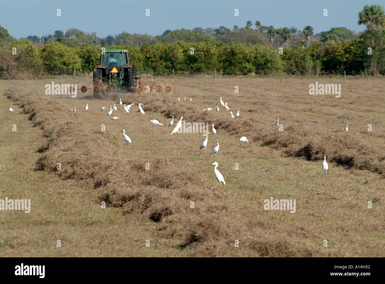 Farmer bailing hay in a field at Ruskin Florida Stock Photo - Alamy