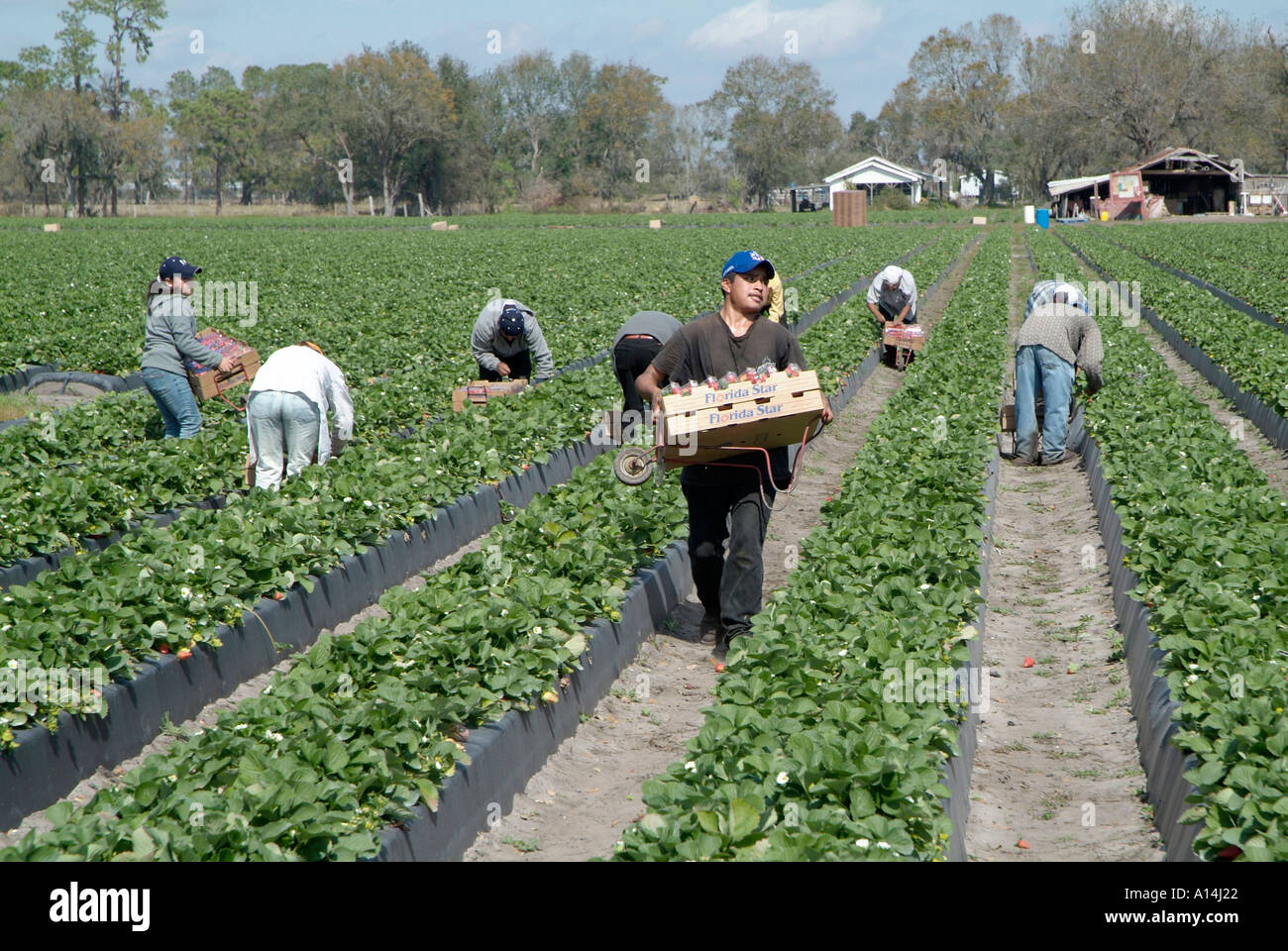 Strawberry Field Workers