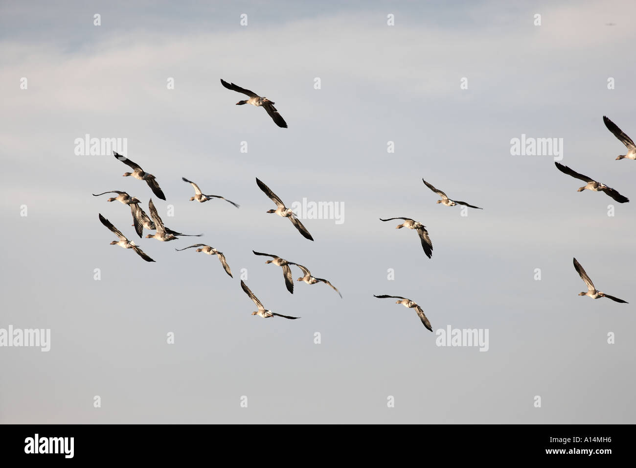 pink footed geese martin mere Stock Photo - Alamy