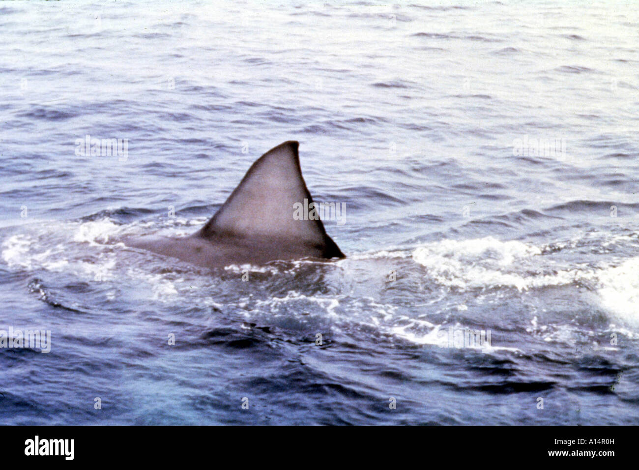 Jaws 1975 Fin