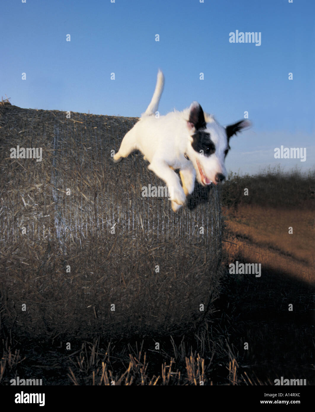 Look before you leap hi-res stock photography and images - Alamy