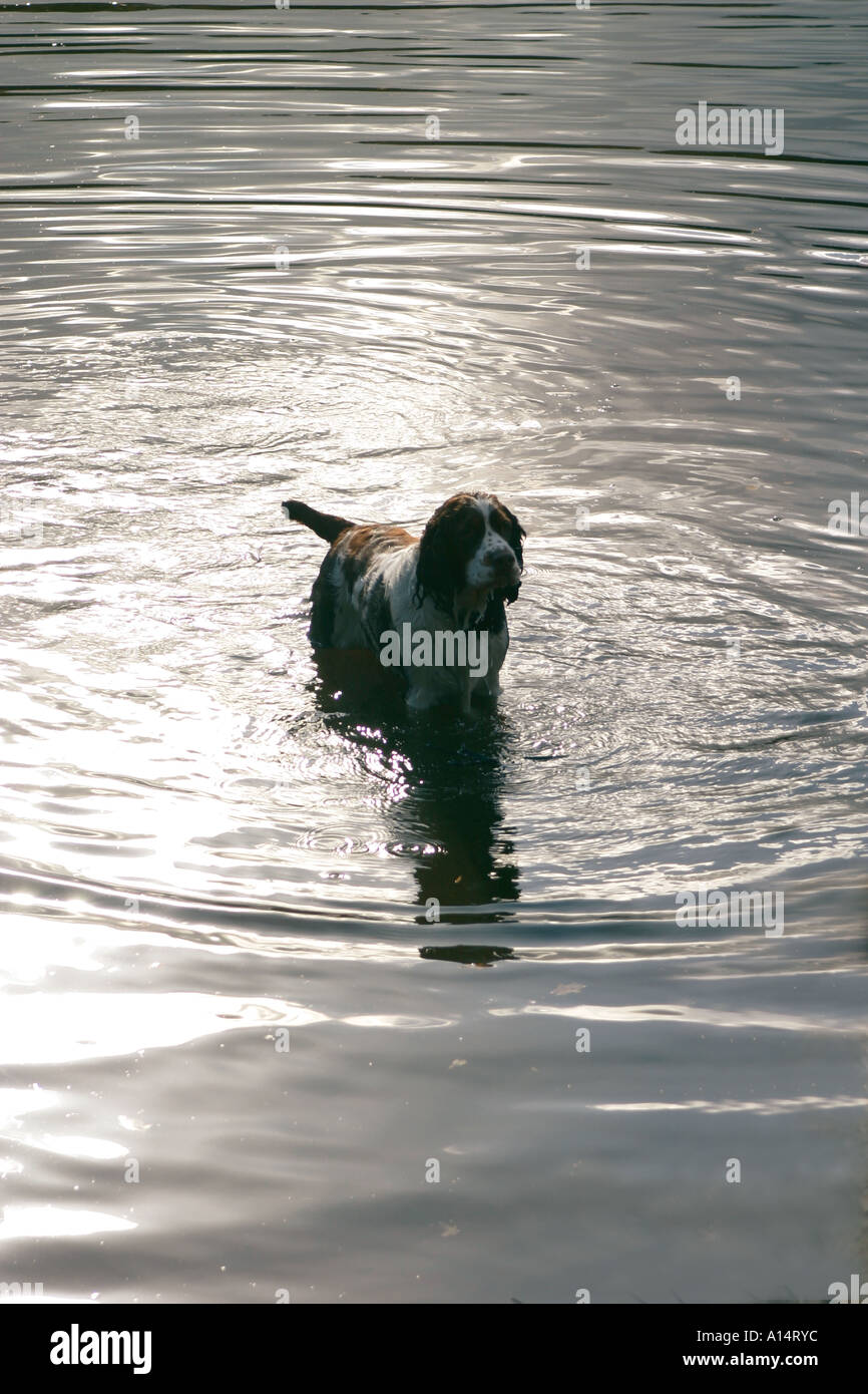 Best king charles spaniel hi-res stock photography and images - Alamy